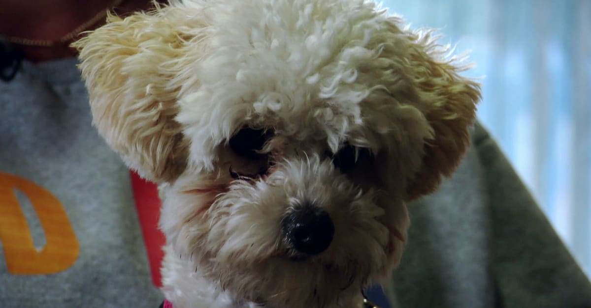 'Broodfokker' uit Zevenhuizen ziet honden als handelswaar en bedreigt ...