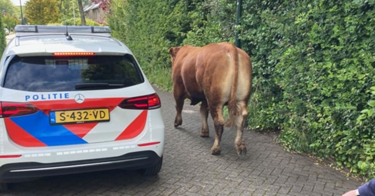 Loslopende stier zorgt voor reuring in Son en Breugel: 'Het was wel een ...