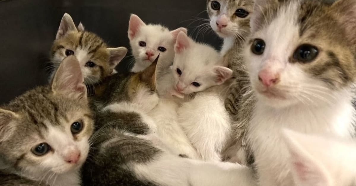 42 katten uit één woning gehaald: 'Vraag hulp en laat je dieren steriliseren' | Hart van Nederland