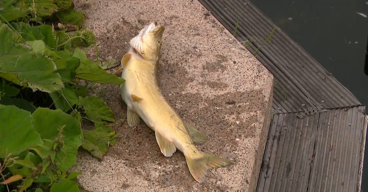 Honderden dode vissen in Ringvaart Aalsmeer