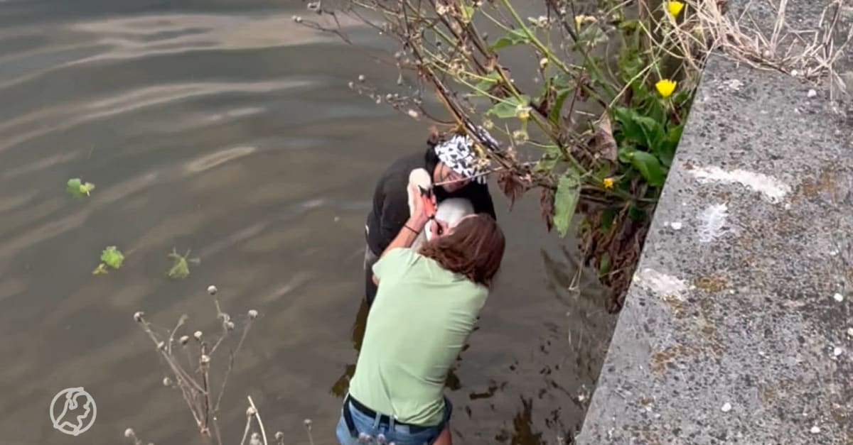 Twee Maastrichtenaren halen nat pak om verdrinkende zwaan te redden uit ...