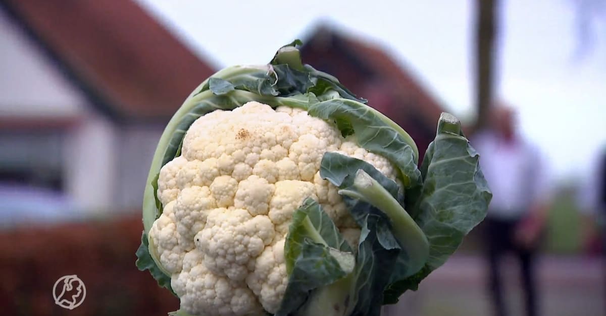 West-Friese band enorm 'groôs' om notering in Top 2000 | Hart van Nederland