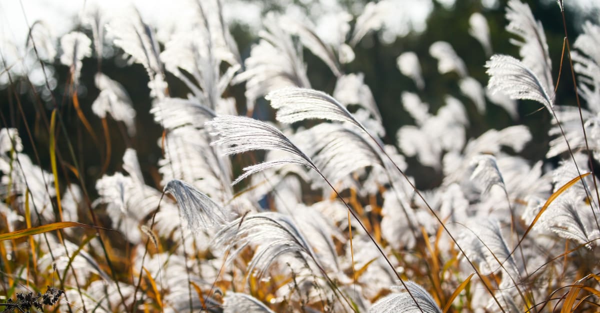 De vorst is laat dit jaar: temperaturen nu pas onder vriespunt op ...