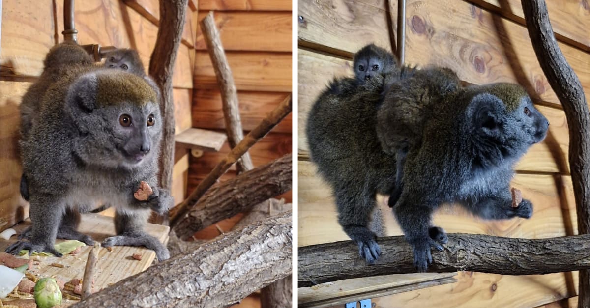 Beschuit met muisjes! Zeldzame halfaapjes geboren in ZooParc Overloon ...