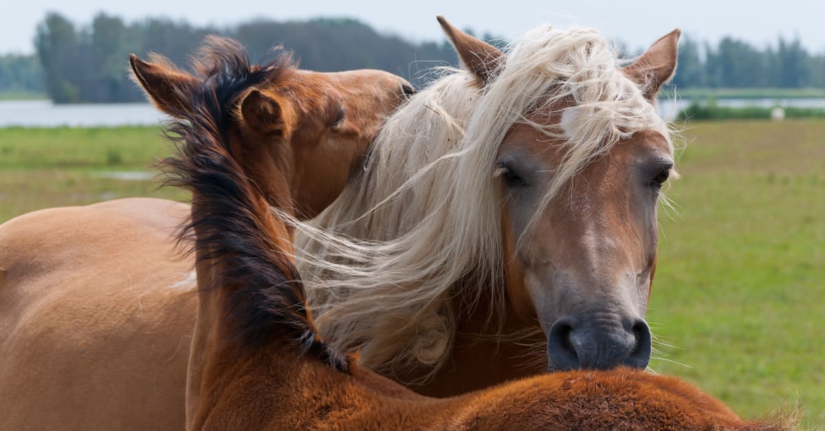 Veel Nederlandse paarden zijn eenzaam: 'Een paard hoort niet alleen in ...