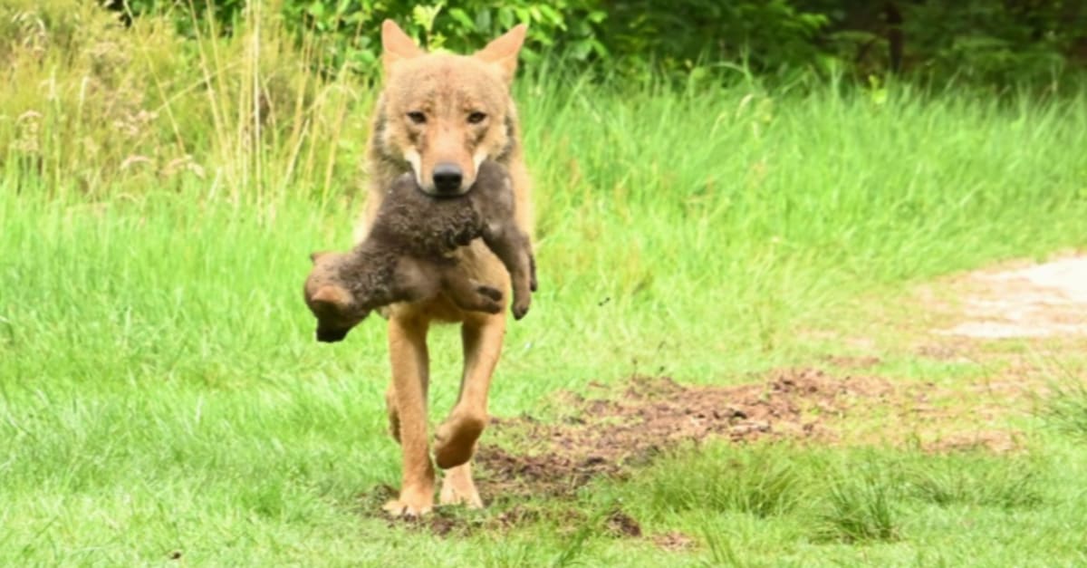 Foto's van wolf en welp Leusden op verzoek provincie offline gehaald ...