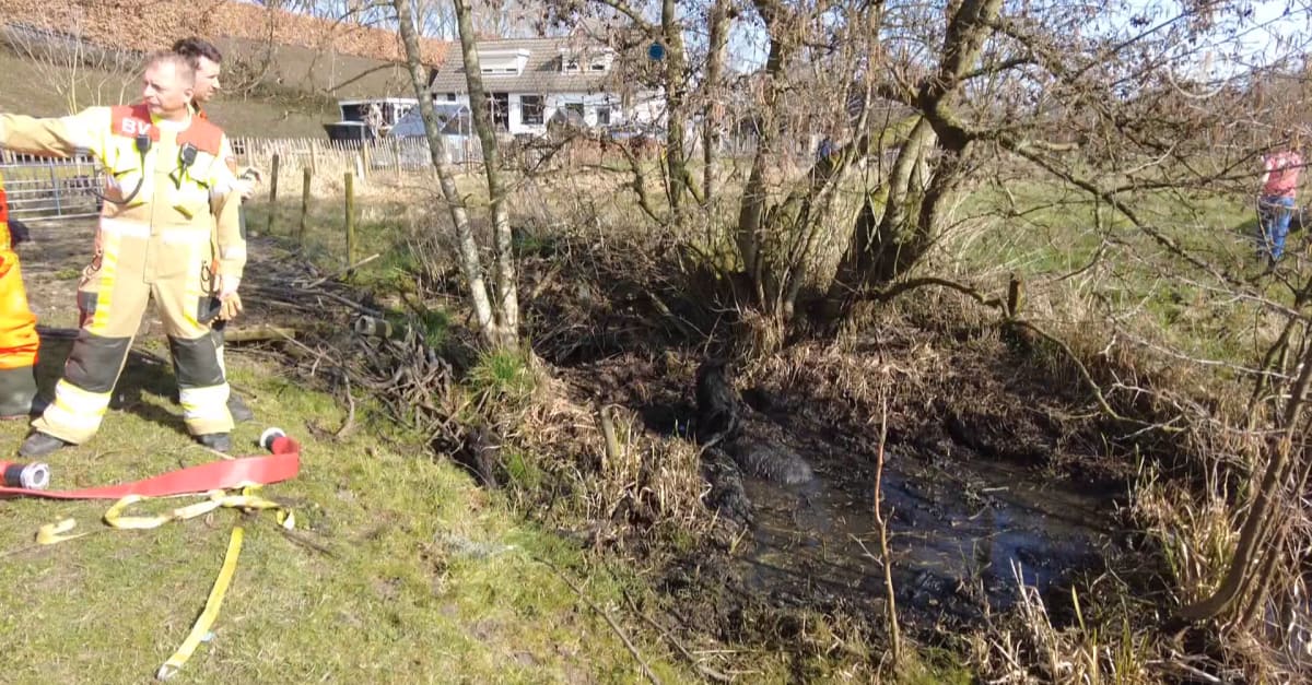 Spelende kinderen redden pony: dier zat muurvast in modder