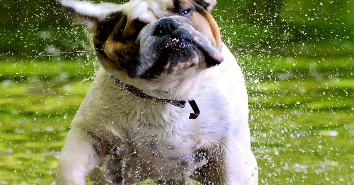 Zorg voor je dier bij hitte: zo help je je huisdier afkoelen dit ...