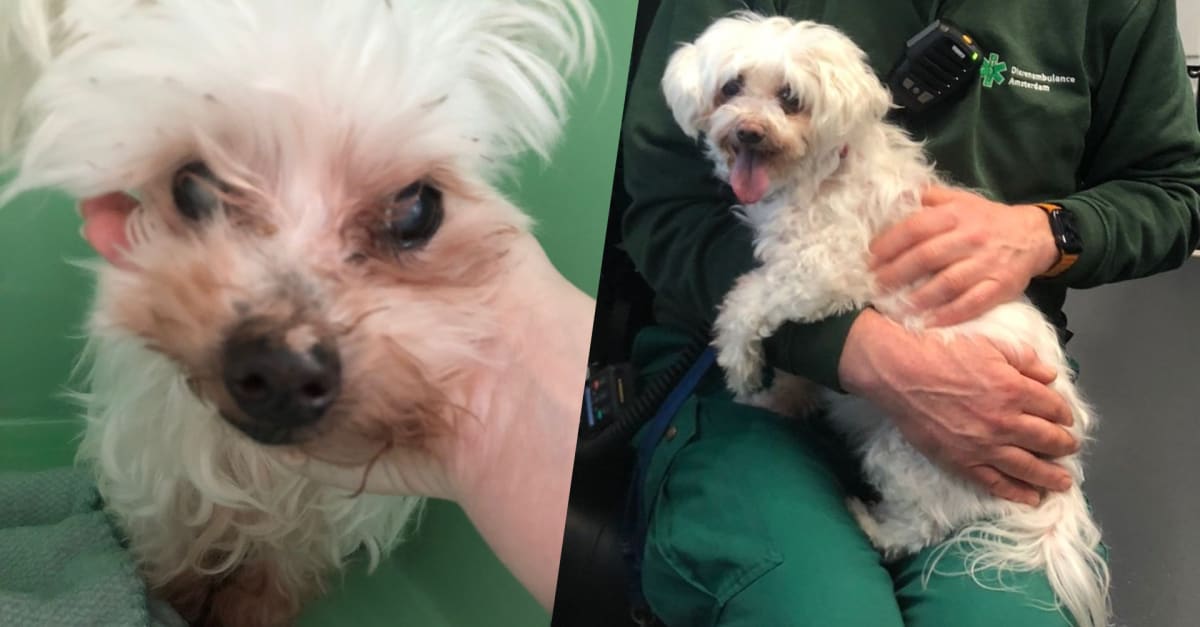 Hondjes in shock nadat baasje ze achterlaat in auto: 'Reu zat klem ...