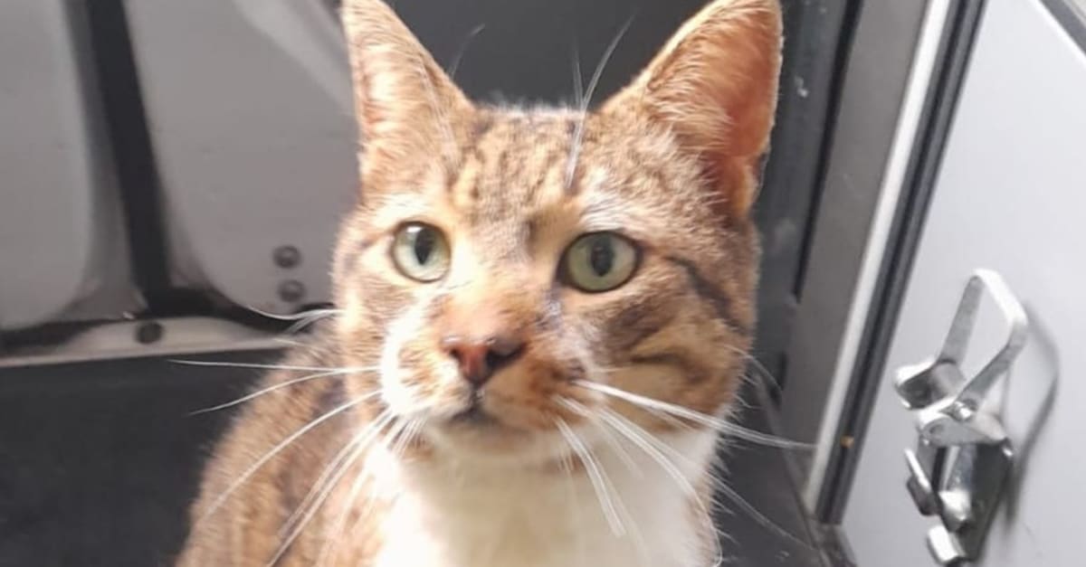 Iedereen dacht dat kat Rinus dood was, tot dit gebeurde | Hart van Nederland