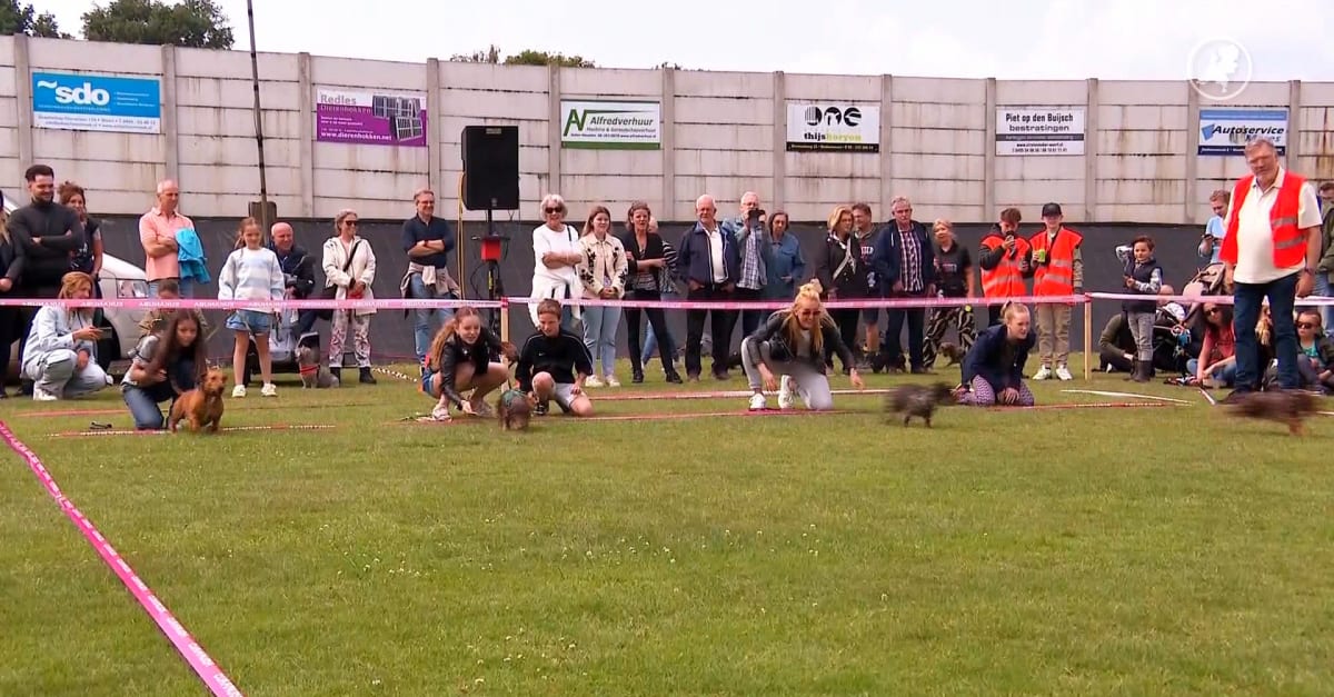 Annemieke heeft zestien teckels