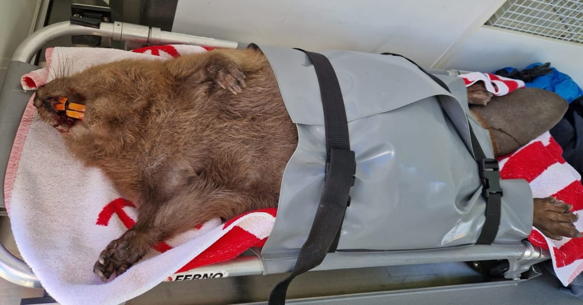 Uniek grote bever gevonden in Nederland: 'Weegschaal niet voor gemaakt ...