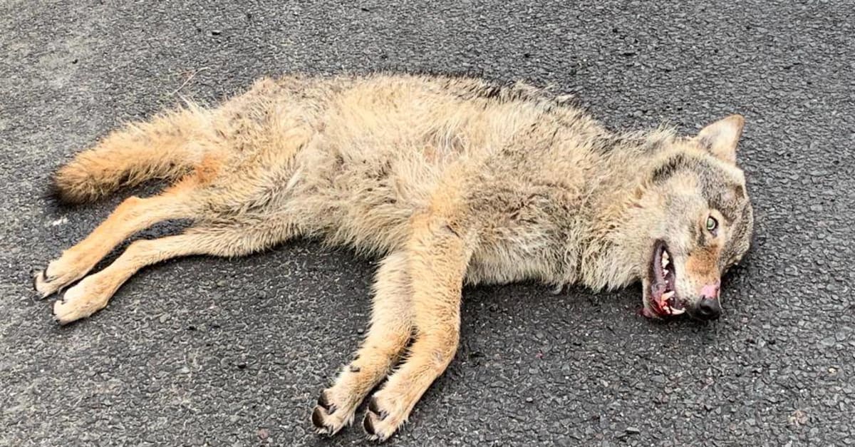 Wolf doodgereden op A2 in Limburg | Hart van Nederland