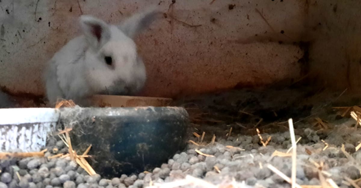 Ernstig verwaarloosde konijnen in beslag genomen: 'Nauwelijks water ...