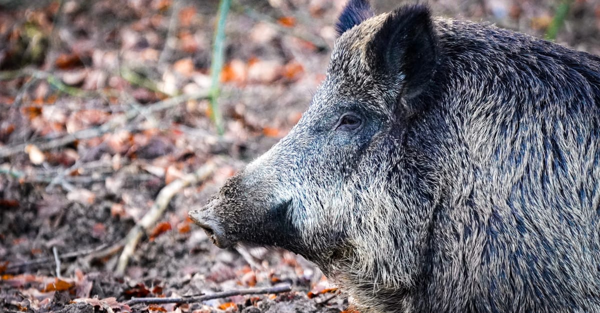 Wat te doen als je oog in oog staat met een wild dier in het bos ...