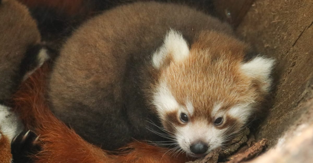 Geslacht van pasgeboren rode panda's Dierenpark Amersfoort is bekend ...