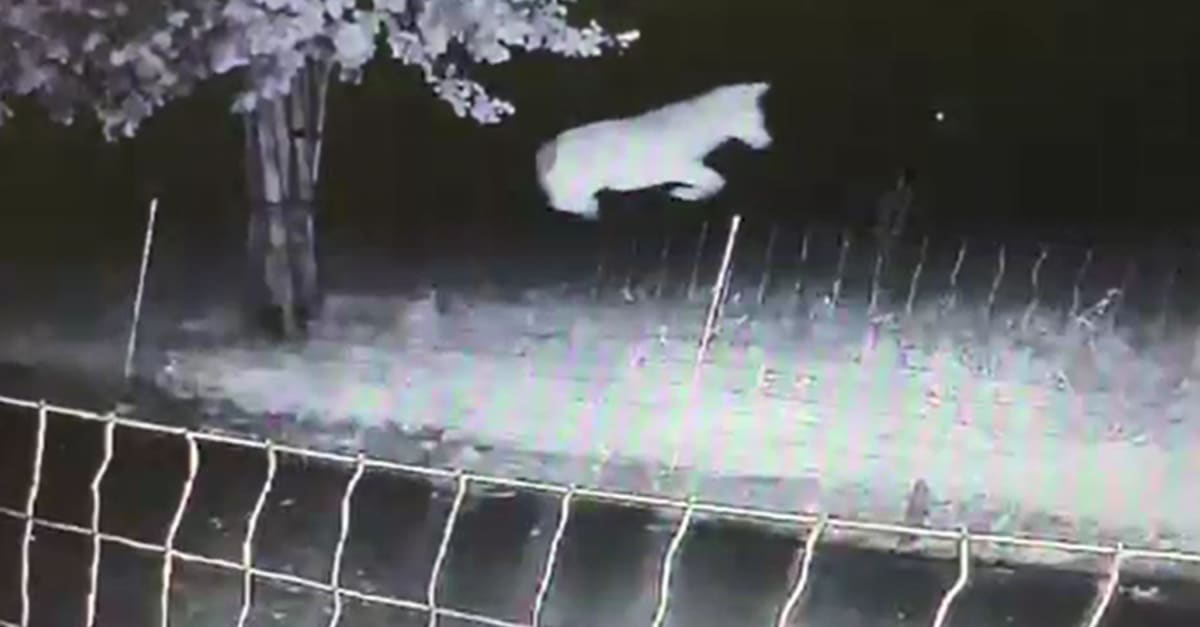Bijzondere beelden: wolf springt moeiteloos over wolfwerend raster ...