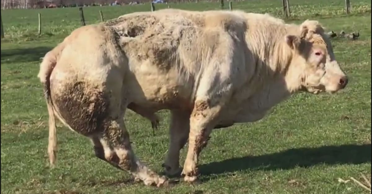 Verwaarloosde stier niet enige dier met te weinig zorg, eigenaar vindt ...