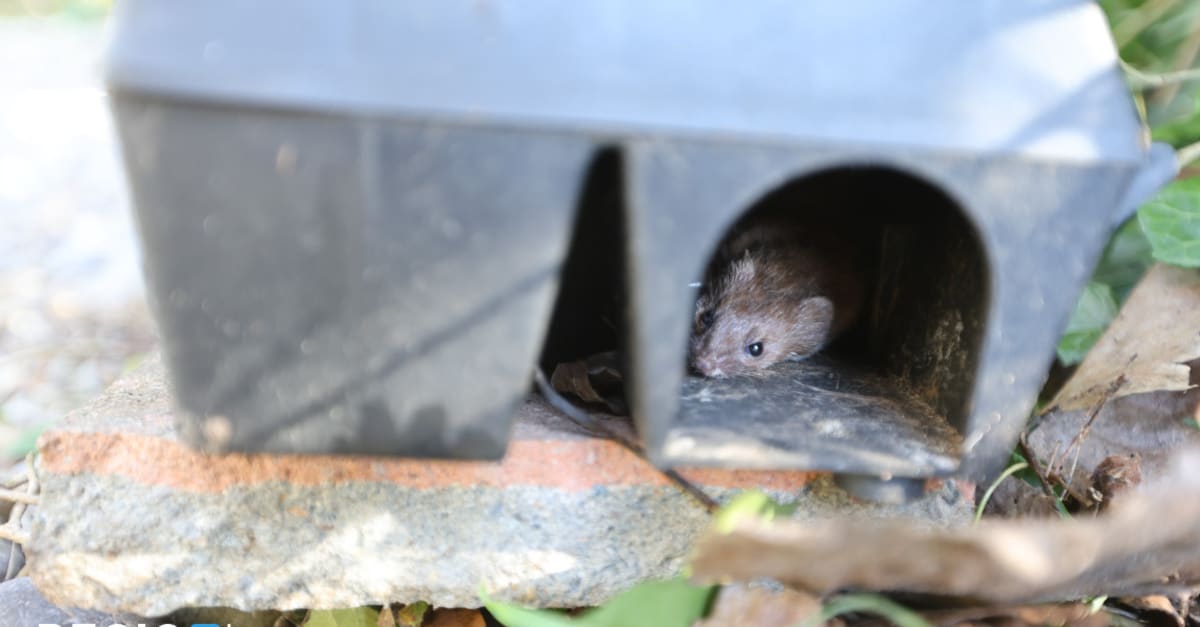 Piepende wezel bevrijd uit rattenval in Rijswijk | Hart van Nederland