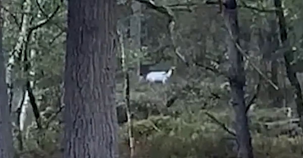 Fotograaf Frank spot zeldzaam wit hert in Vaassen: 'Ik ben meteen gaan ...