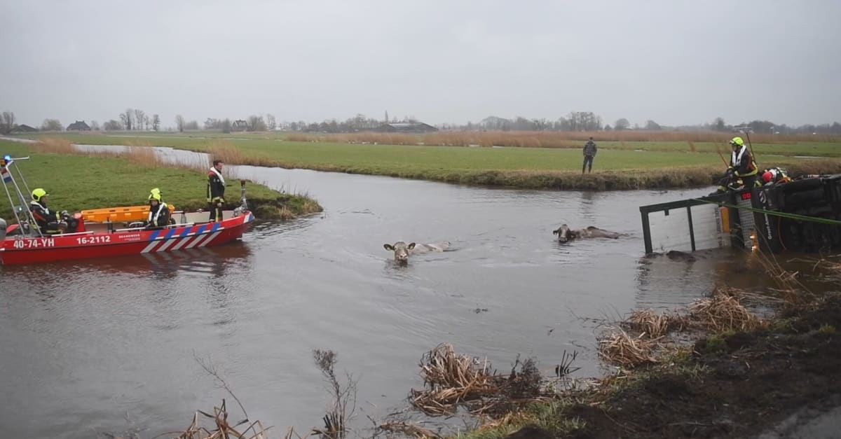 Brandweer haalt dertien koeien uit de sloot in Zevenhoven | Hart van ...