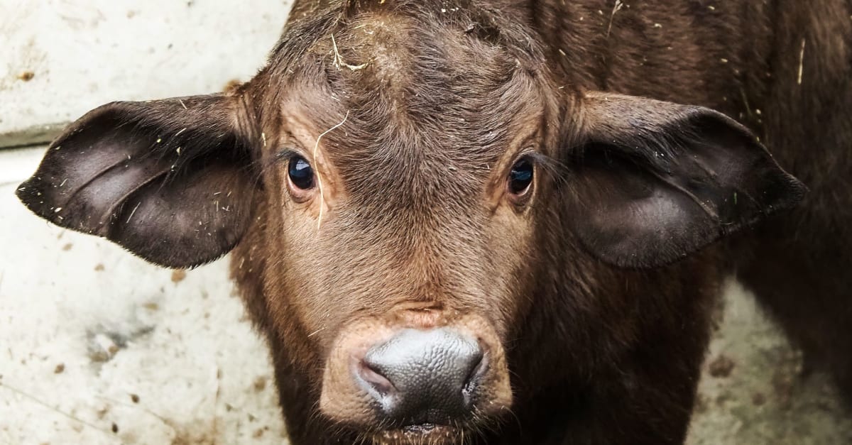 Kaapse buffel Pierre en zwarte paardantilope Luuk geboren in Beekse ...