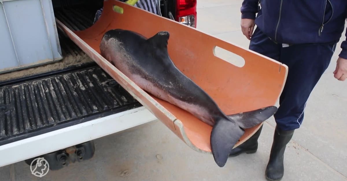 Opnieuw bruinvis aangespoeld bij Noordwijk: 'Op het strand overleden ...
