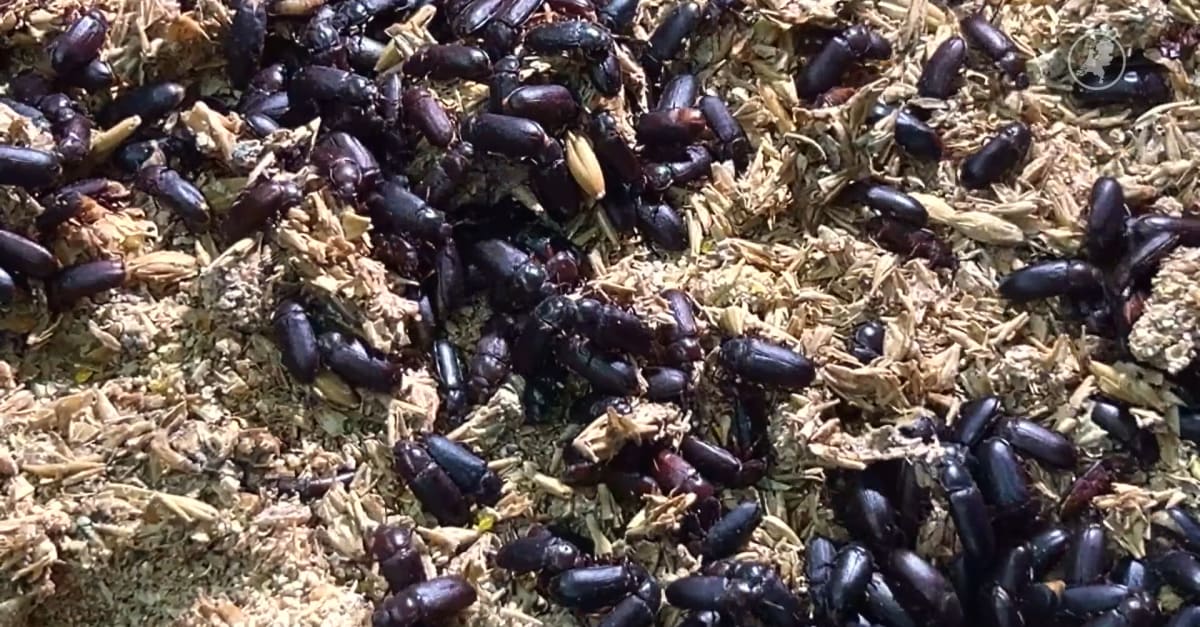 Verdeeldheid over oproep voor regels voor welzijn insecten: 'Zij voelen ...