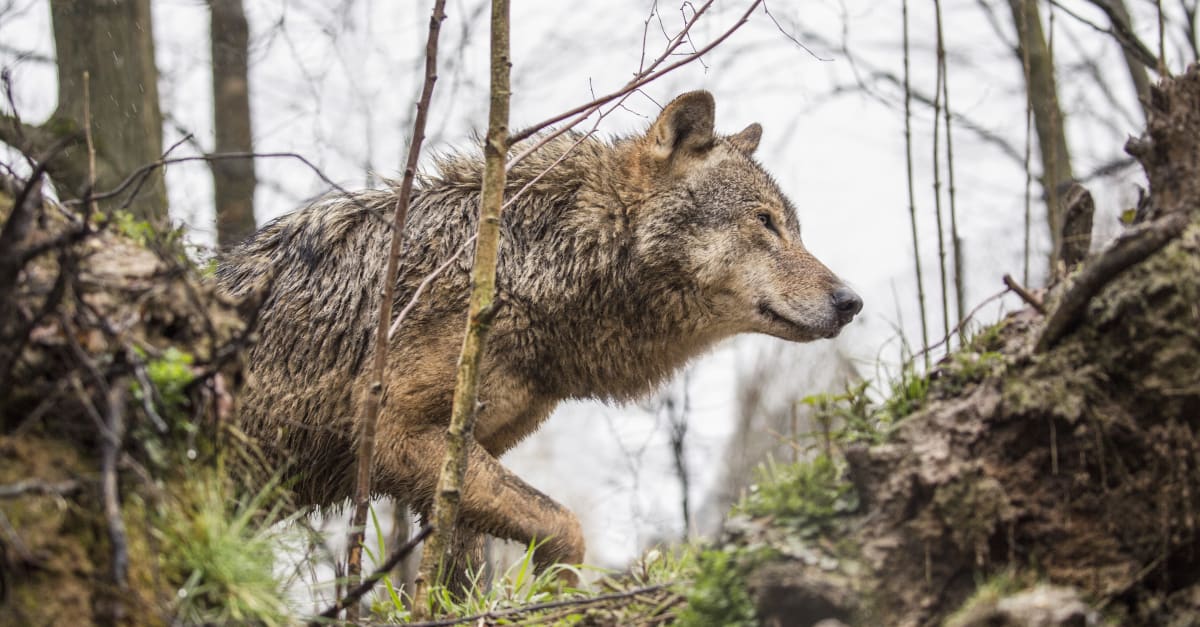 Wolf vestigt zich in Drenthe, waarschijnlijk ook in Brabant | Hart van ...