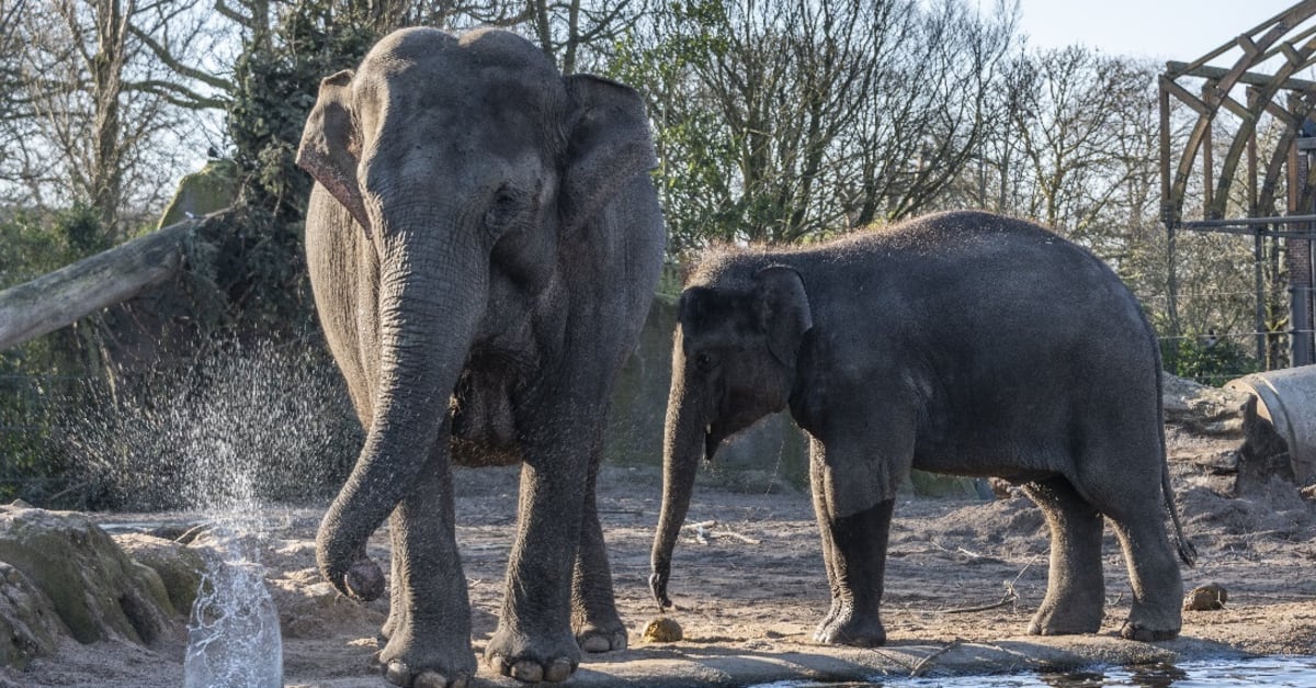 Babynieuws in Artis: olifant in verwachting van haar vijfde kalf | Hart ...