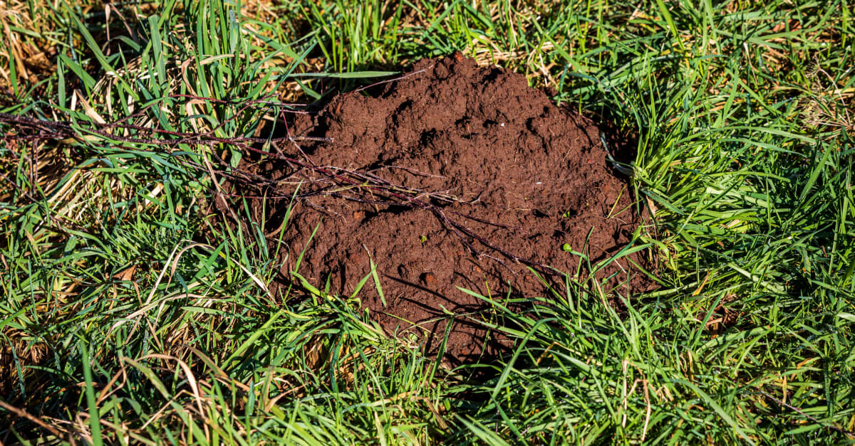 Zo maak je je tuin minder aantrekkelijk voor mollen | Hart van Nederland