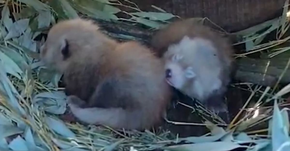 ZIEN: zeldzame rode panda's geboren in ZooParc Overloon | Hart van ...
