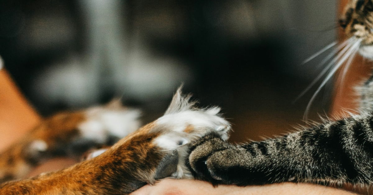 Mysterie in Lelystad duurt voort: dode hond én weer dode kat in water ...