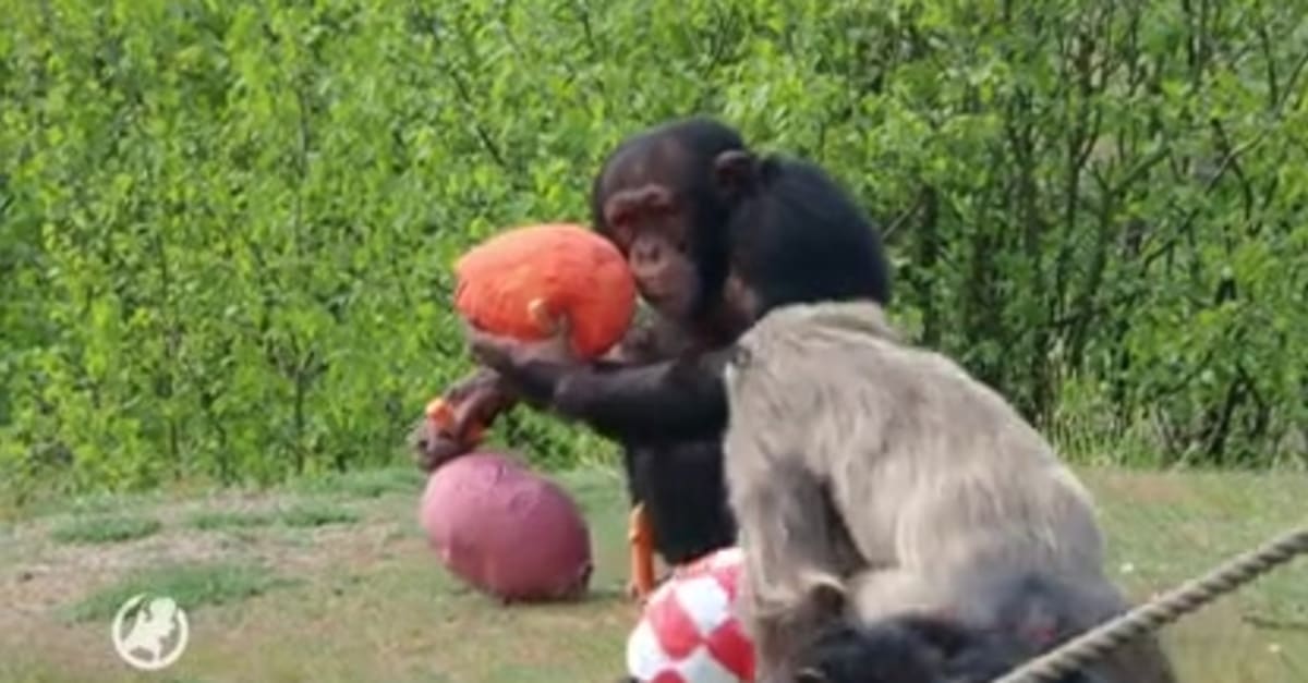 Dieren in Safaripark Beekse Bergen krijgen bijzondere paastraktatie