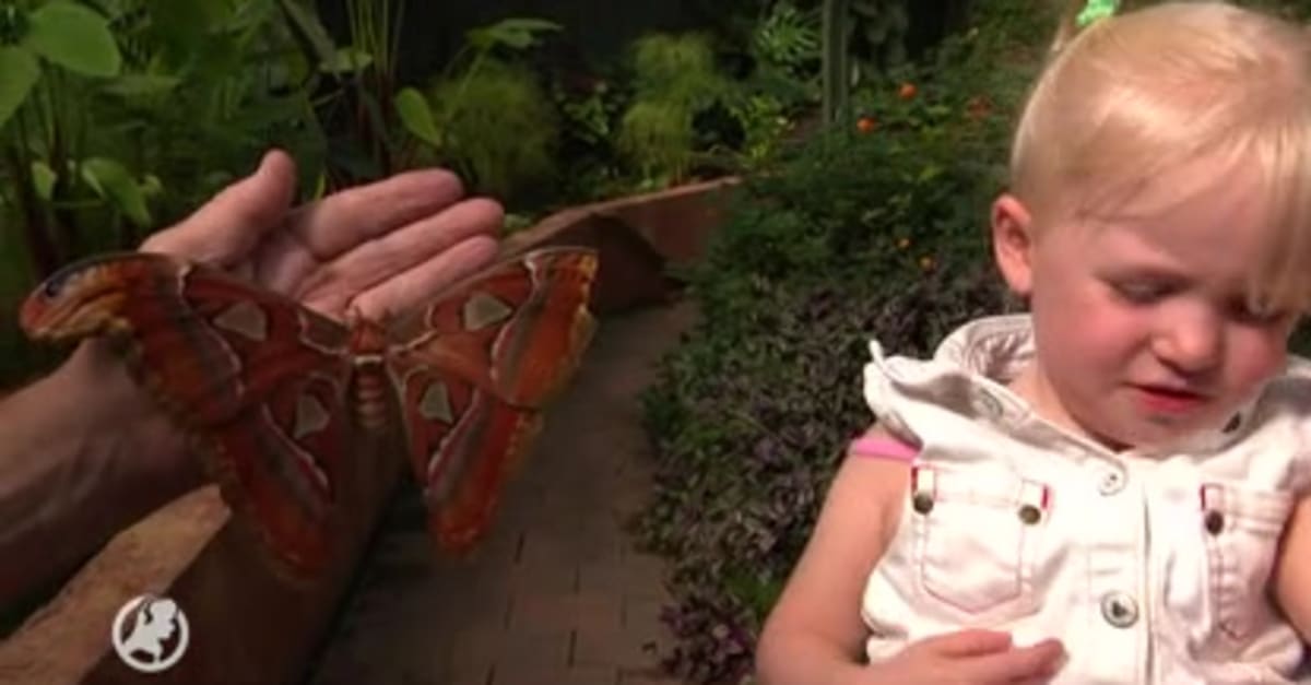 Laatste kans om grootste vlinder ter wereld te bewonderen