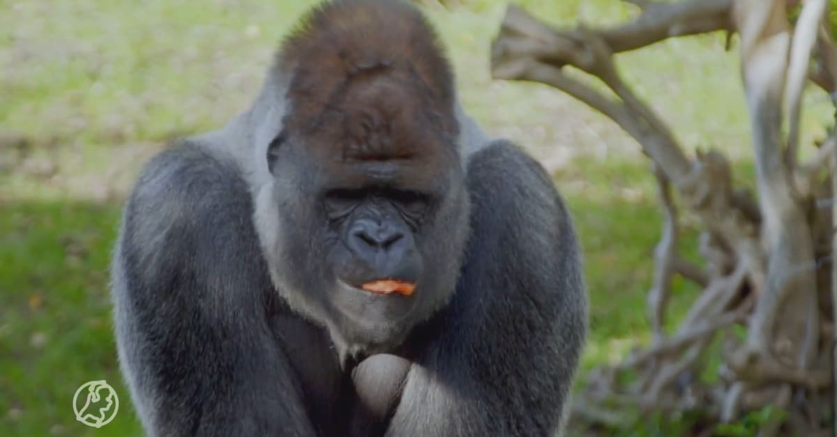 Beroemde gorilla Bokito overleden