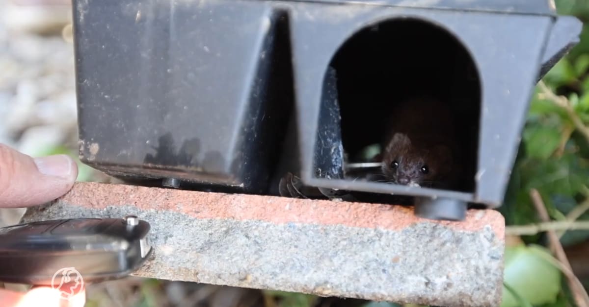 Piepende wezel bevrijd uit rattenval in Rijswijk