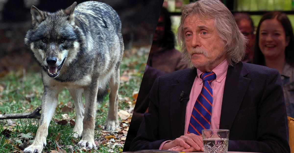 Vandaag Inside: Johan over wolf in bebouwde kom Amersfoort: 'Hij zal ...