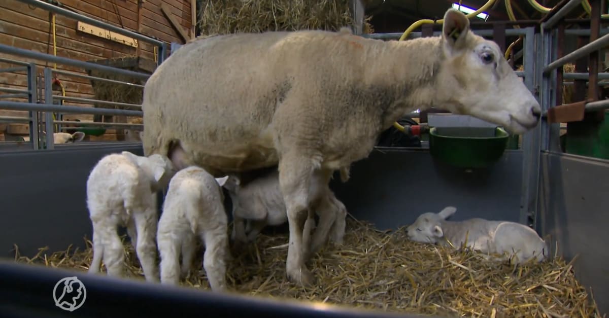 Zeldzaam én schattig: schaap bevalt van kerngezonde vijfling
