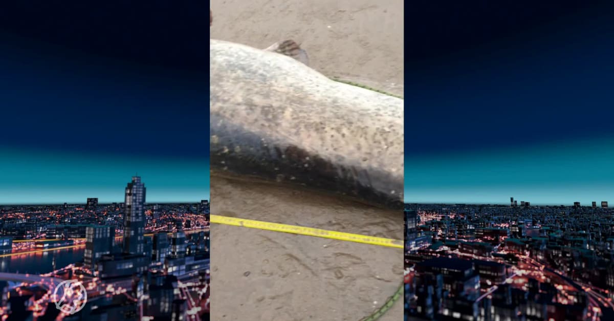 Honderd kilo schoon aan de haak: Tobias vangt grootste meerval ooit in ...