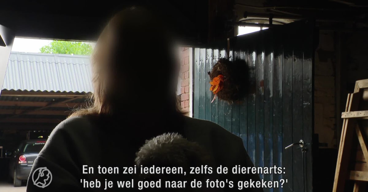 'Broodfokker' uit Zevenhuizen ziet honden als handelswaar en bedreigd ...