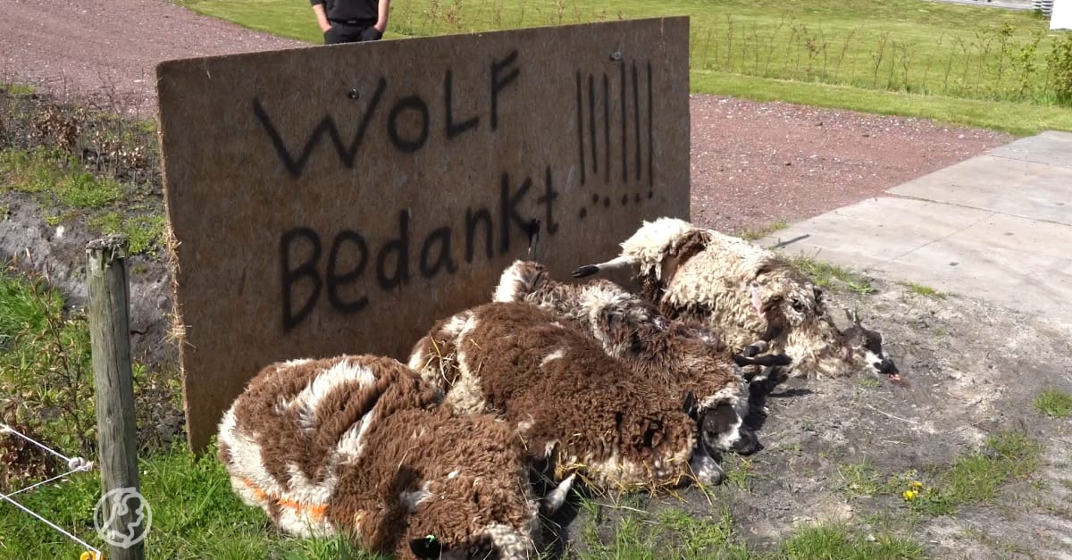 'Bedankt, wolf': weer legt boer dode schapen op weg