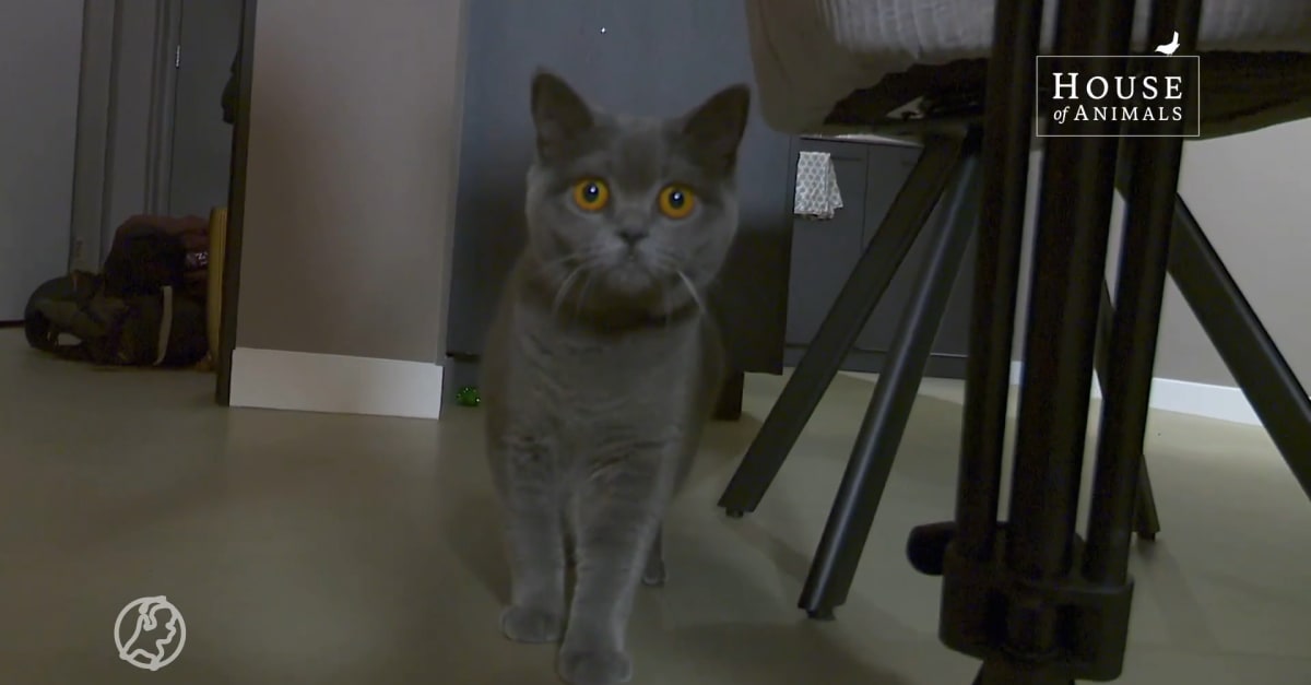 Broodfokker op vingers getikt na houden van 91 katten in woning