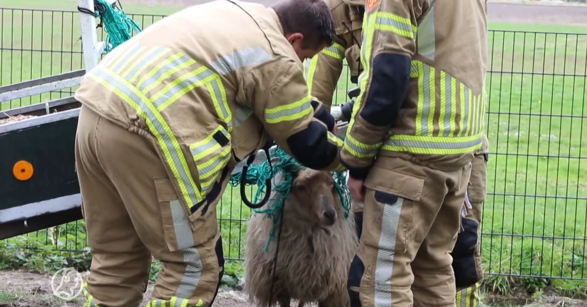 Brandweer bevrijdt schaap uit benarde positie