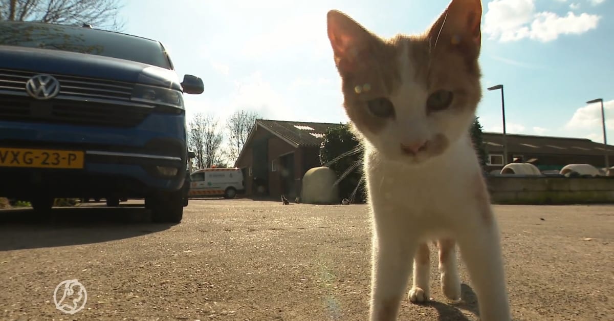 Dierenclubs eisen stoppen doodschieten zwerfkatten in Friesland