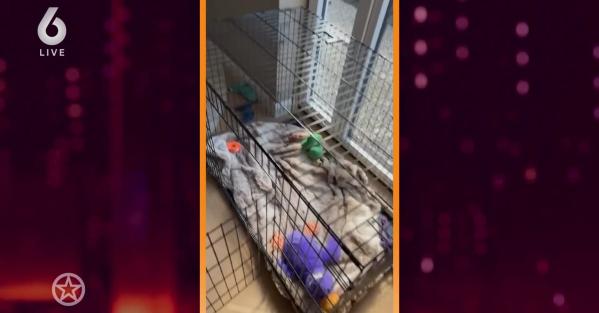 Shownieuws: Hilariteit om video André Hazes over hond Robbie