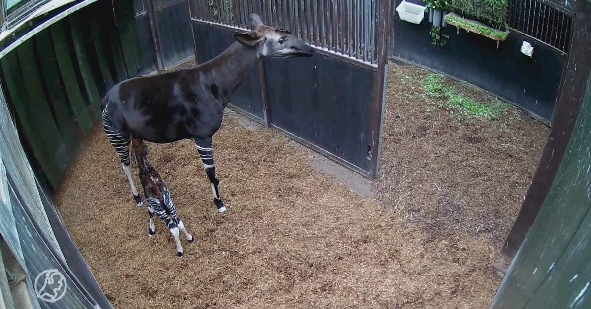 Hart van Nederland - Late Editie: Zeldzame Okapi geboren in Diergaarde Blijdorp