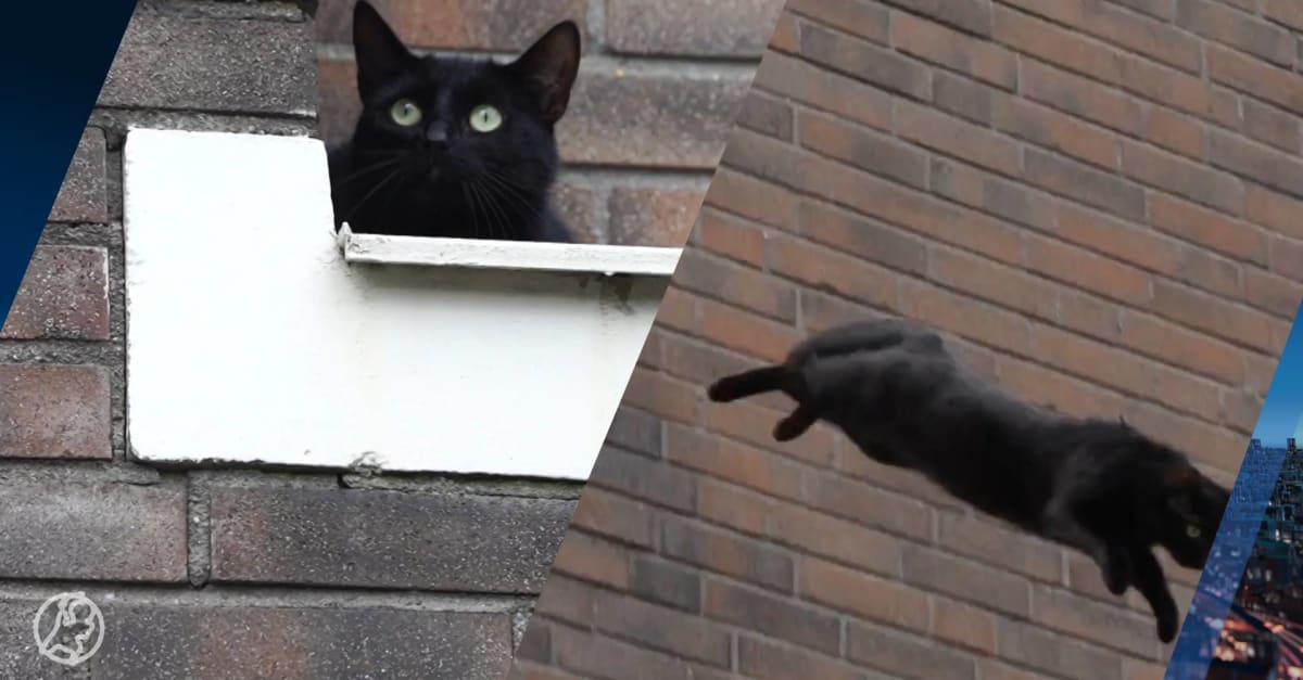 Kat in het nauw springt van grote hoogte in Oss: 'Mooiste manoeuvre in ...