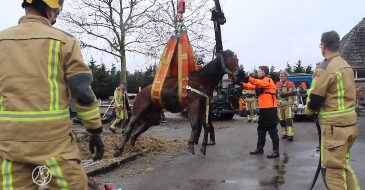 Paard valt in put en moet door brandweer gered worden