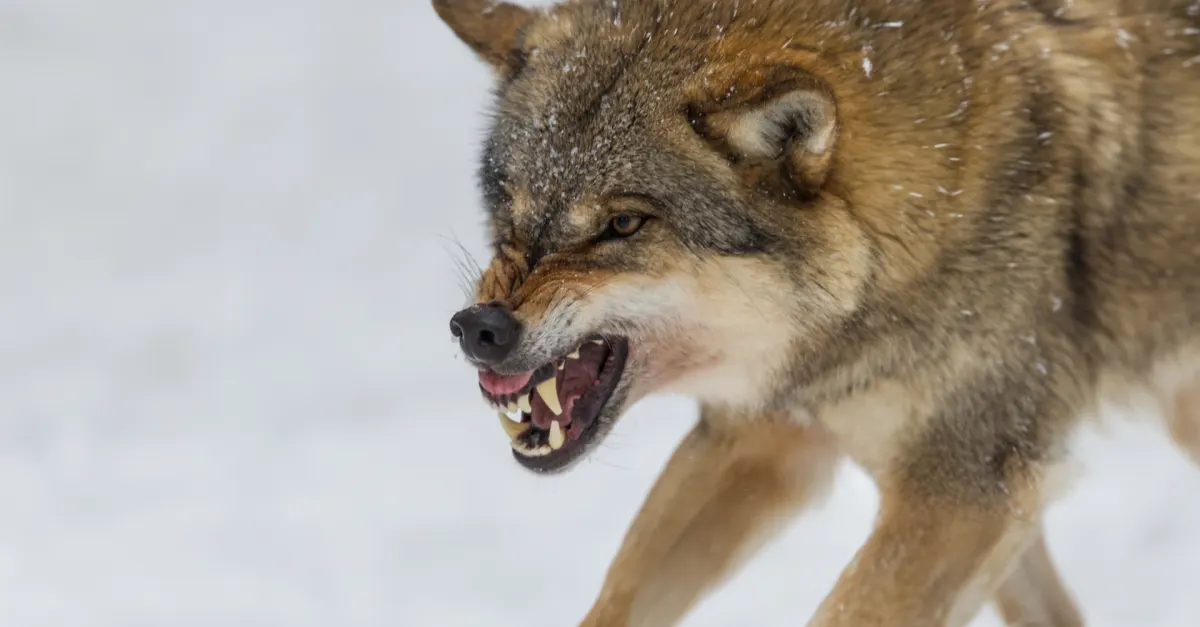 'Probleemwolf' die hardloopster beet mag niet meer worden afgeschoten ...